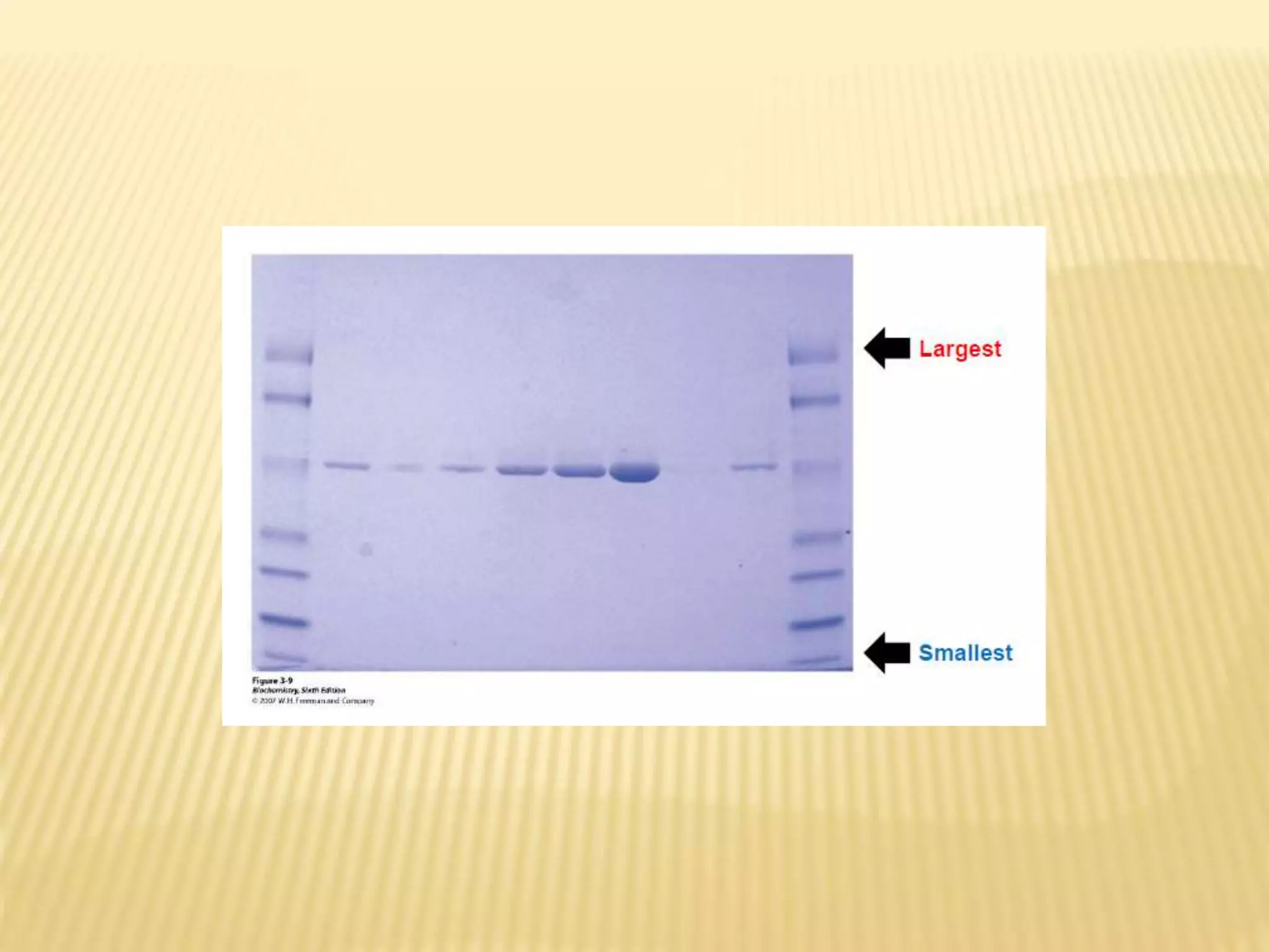 Protein separation and purification | PPTX