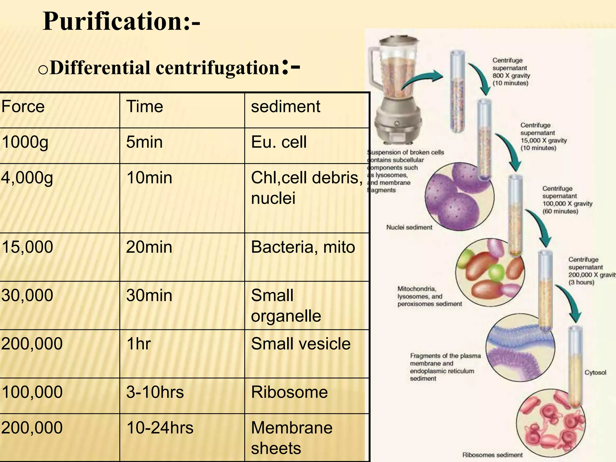 Protein separation and purification | PPTX