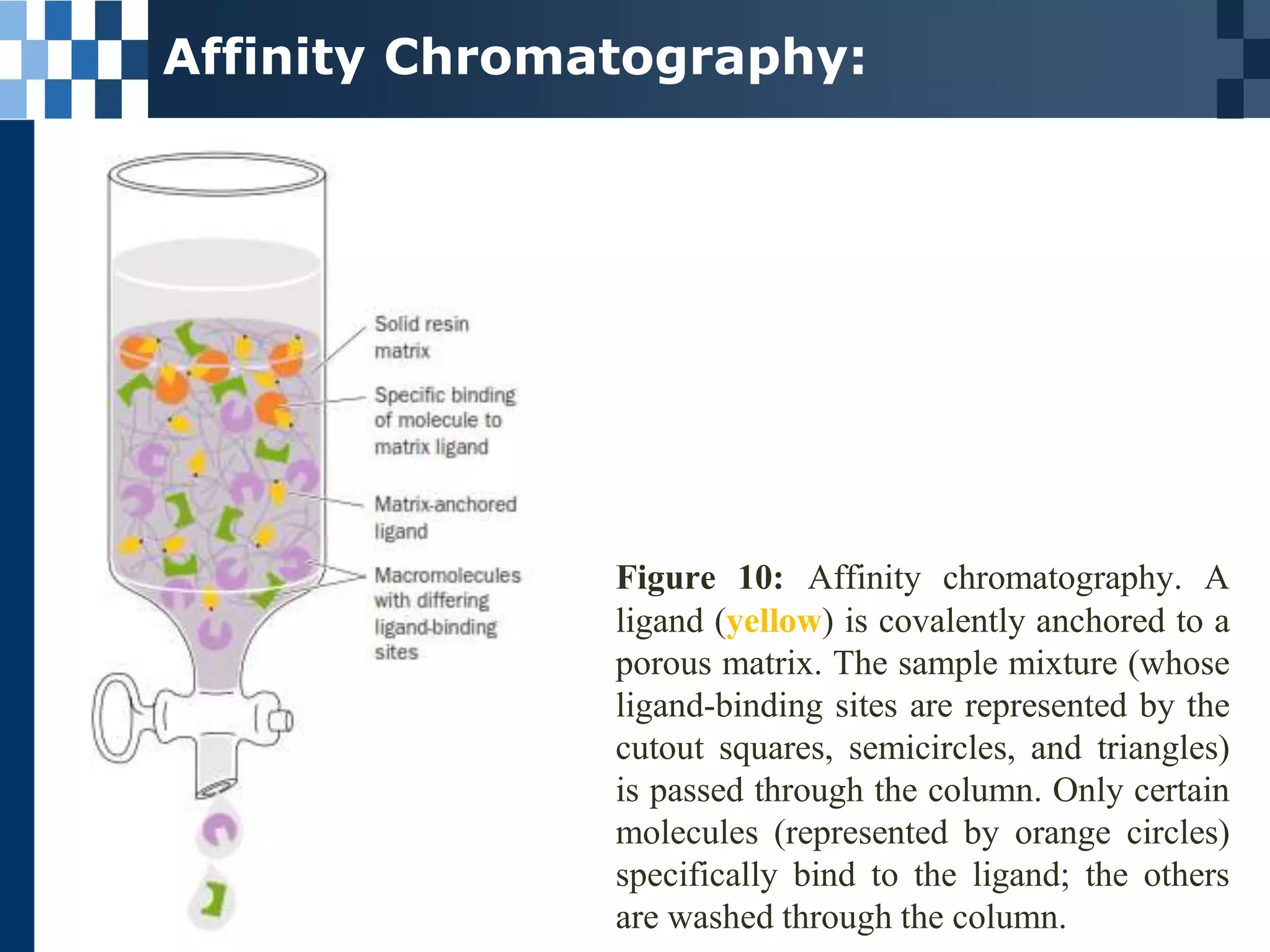 Protein separation methods | PPT