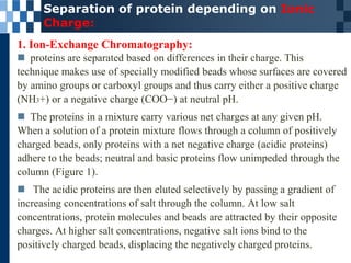 Protein separation methods | PPT