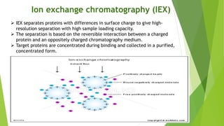Protein separation | PPTX