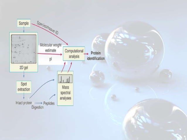 Protein sequencing | PPT
