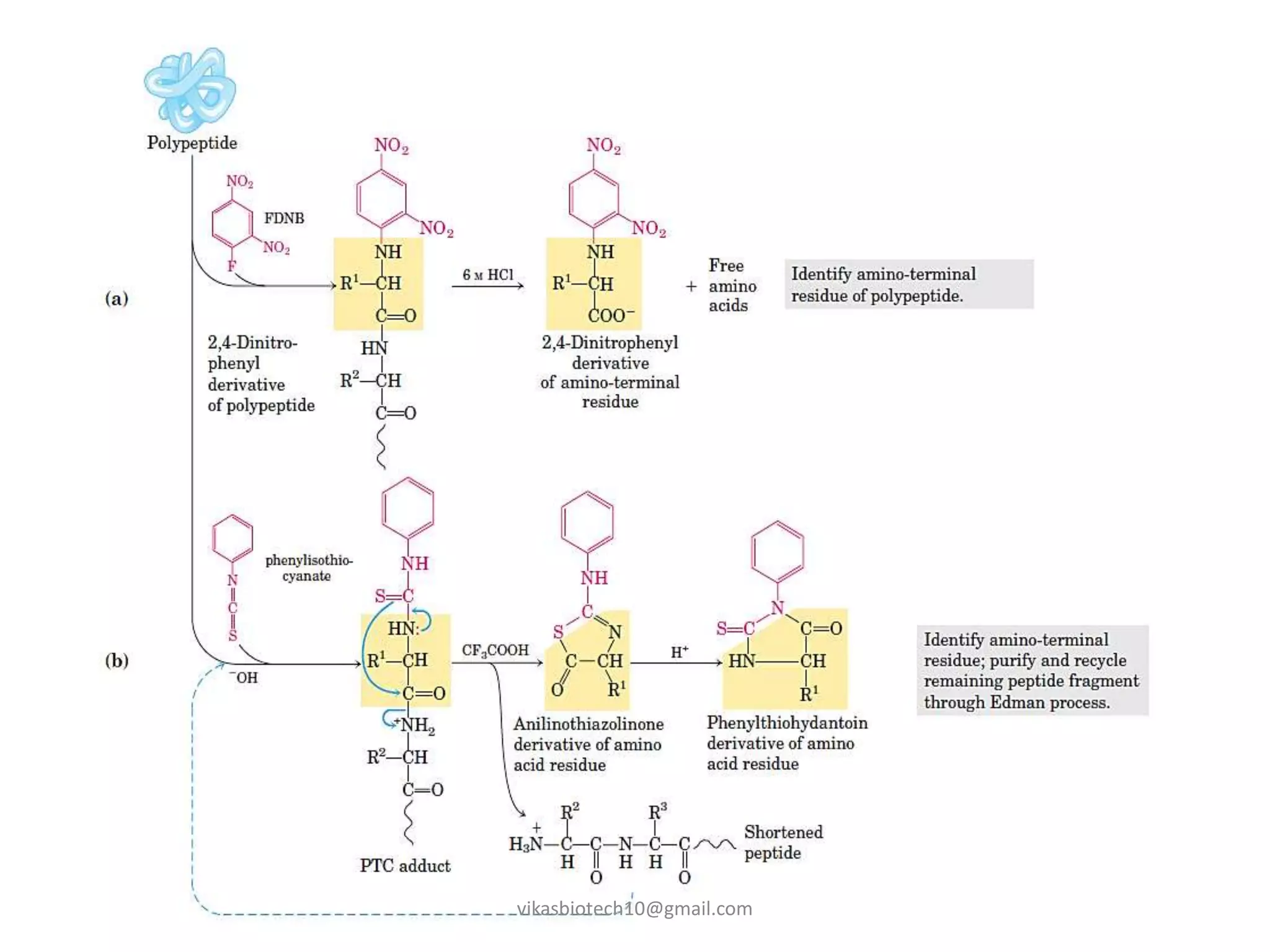 Protein sequencing | PPTX