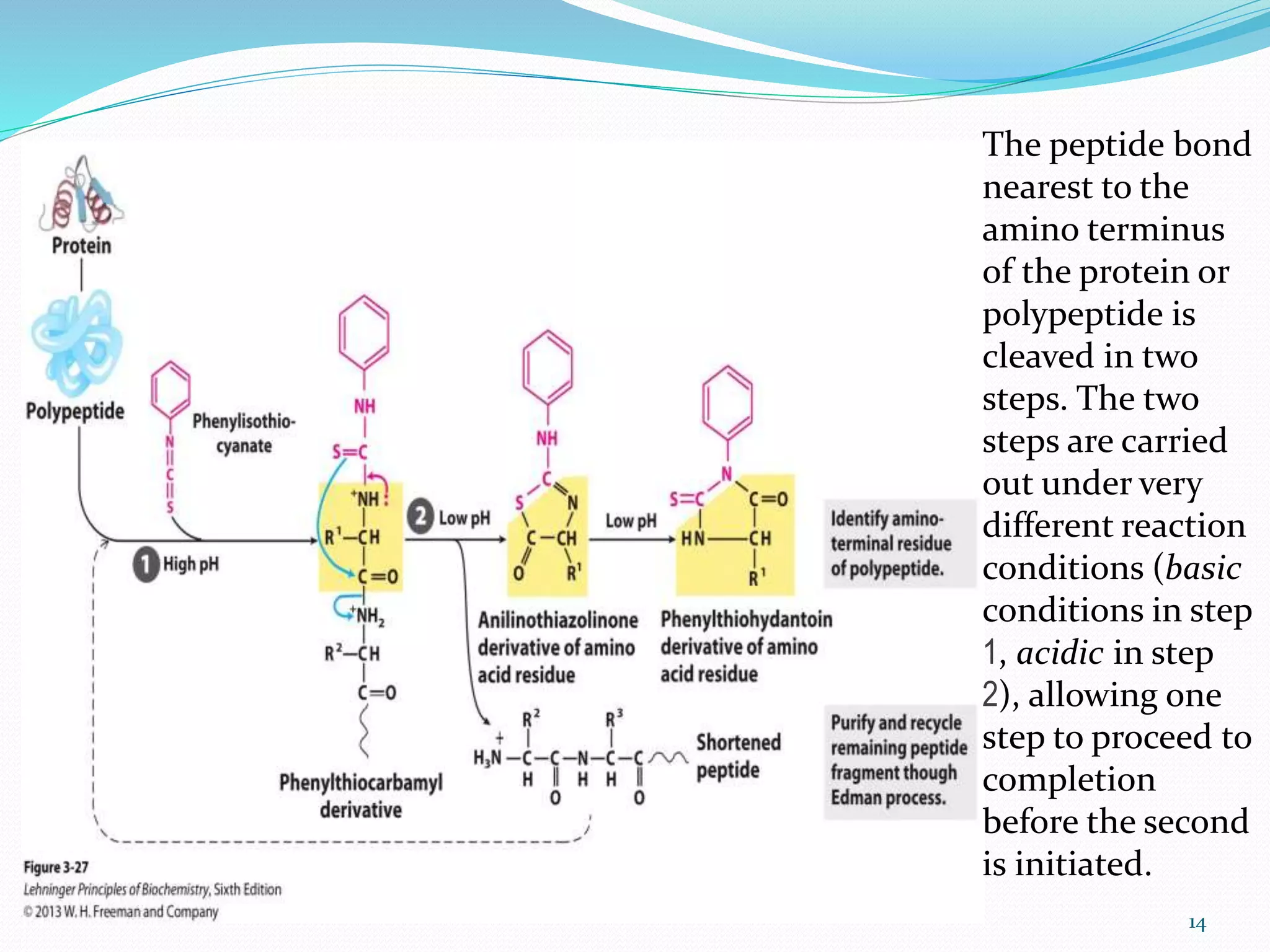 Protein Sequencing Strategies | PPTX