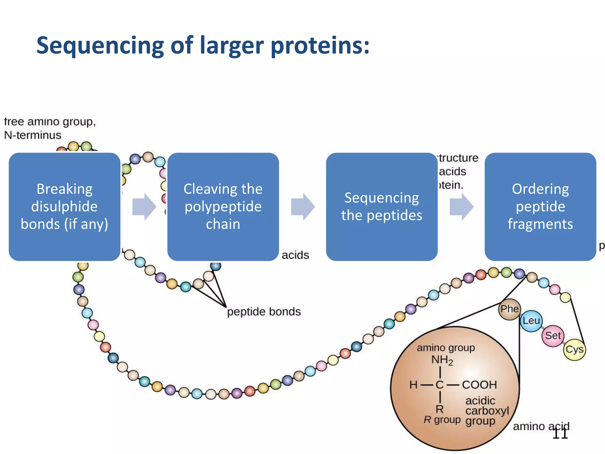 Protein sequencing | PPTX