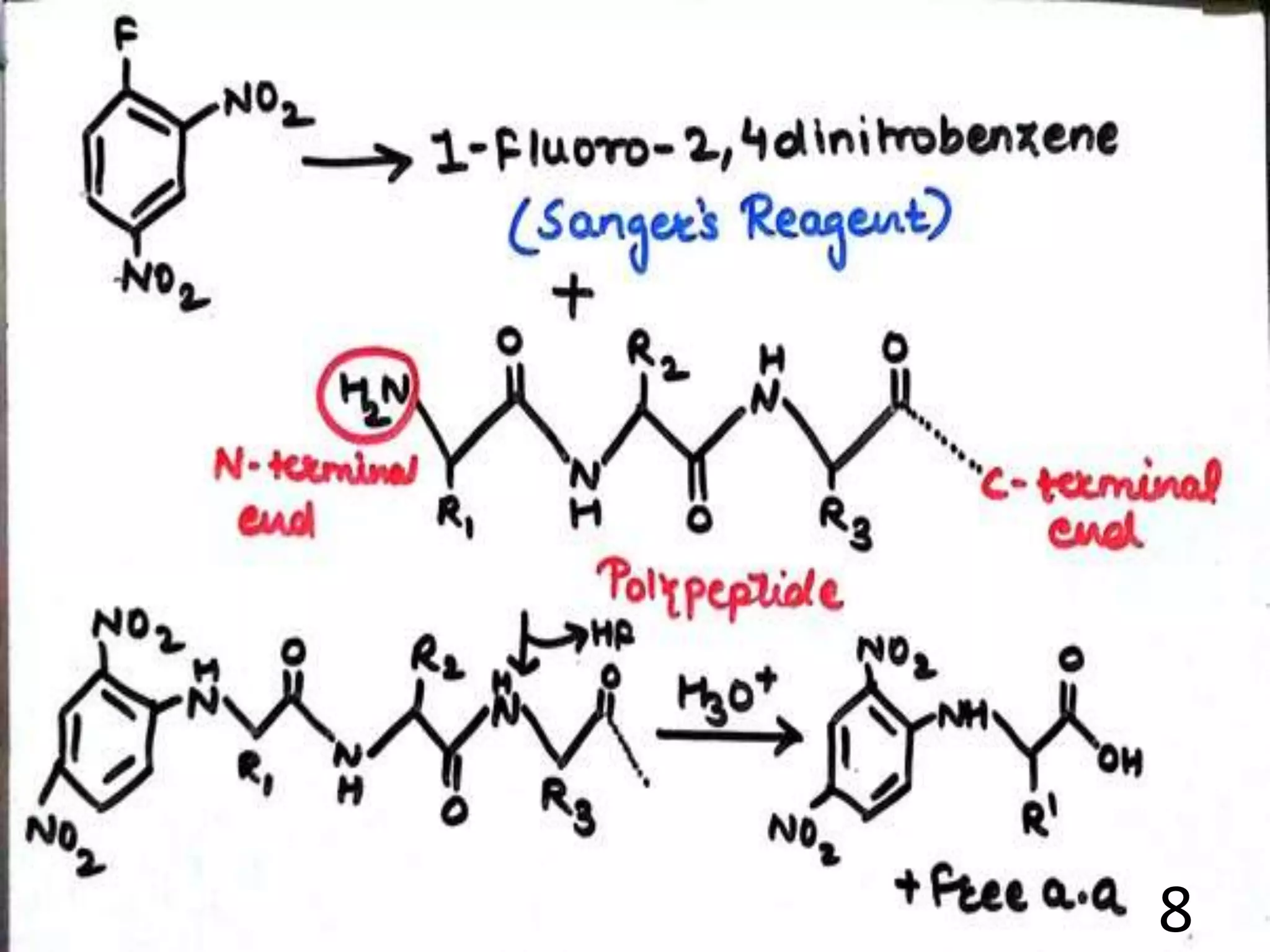 Protein sequencing | PPTX | Chemistry | Science