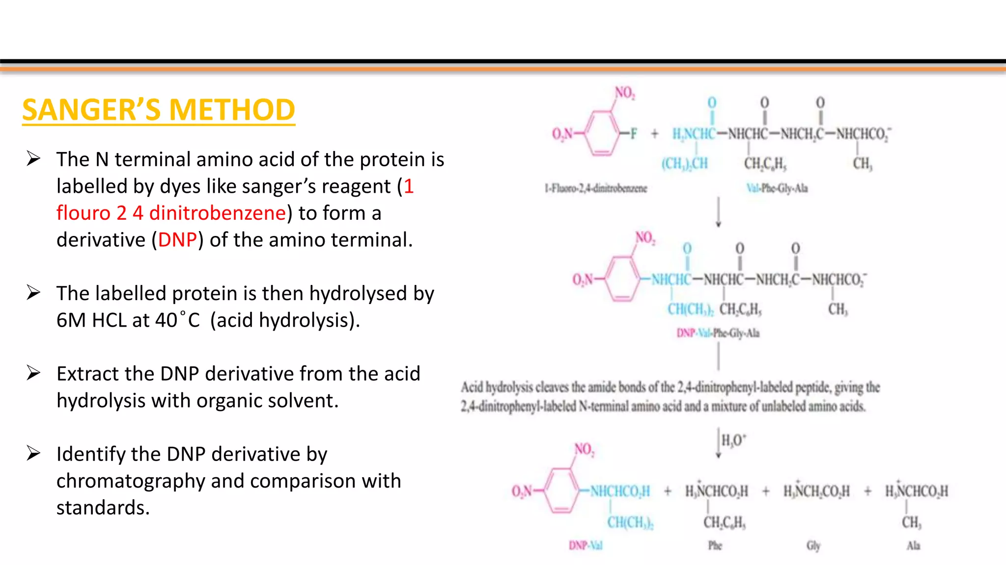 Protein sequencing by kk sahu | PPTX