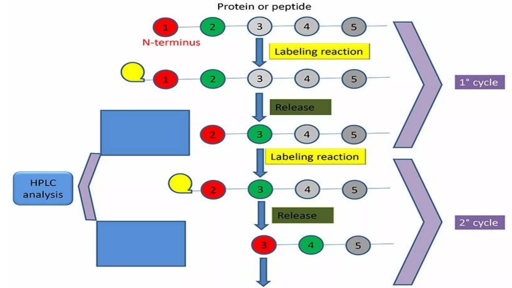 Protein sequencing | PPT
