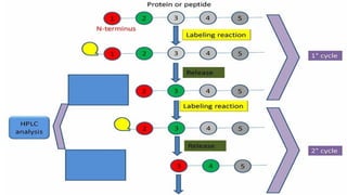 Protein sequencing | PPT