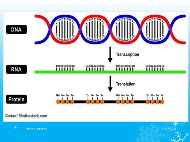 Protein sequencing | PPT