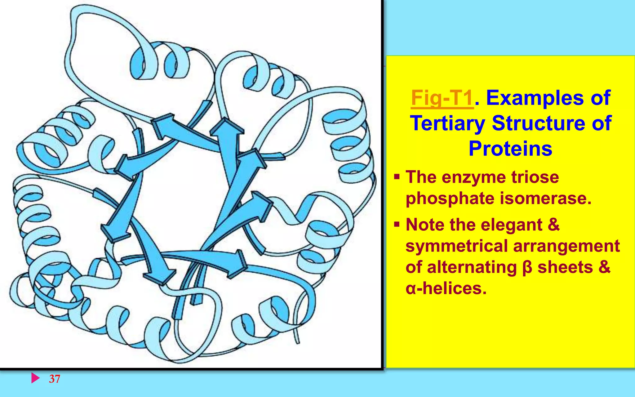 Proteins Handout.pptx | Chemistry | Science