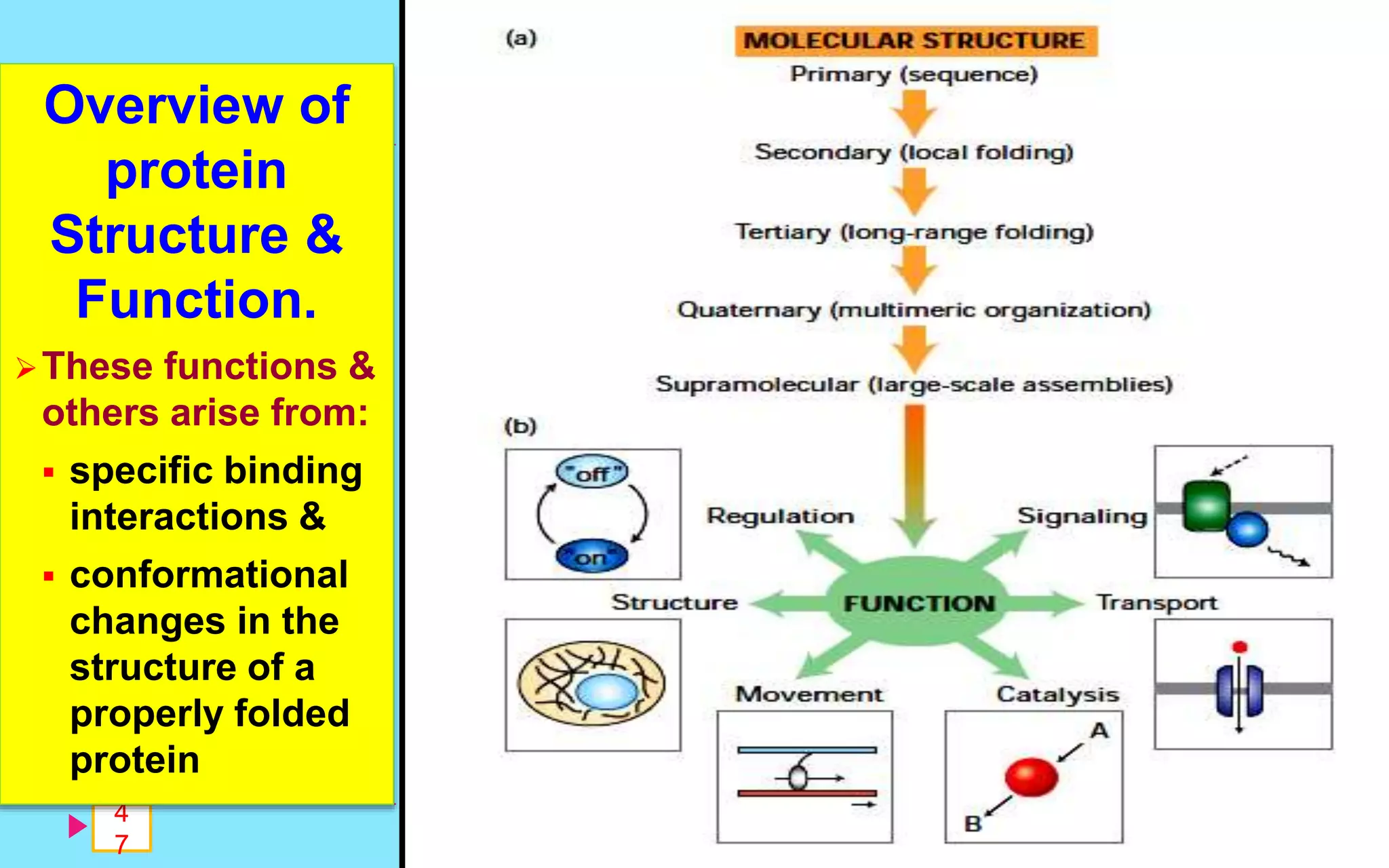 Proteins Handout.pptx | Chemistry | Science