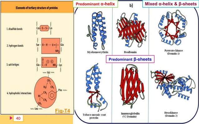 Proteins Handout.pptx | Chemistry | Science