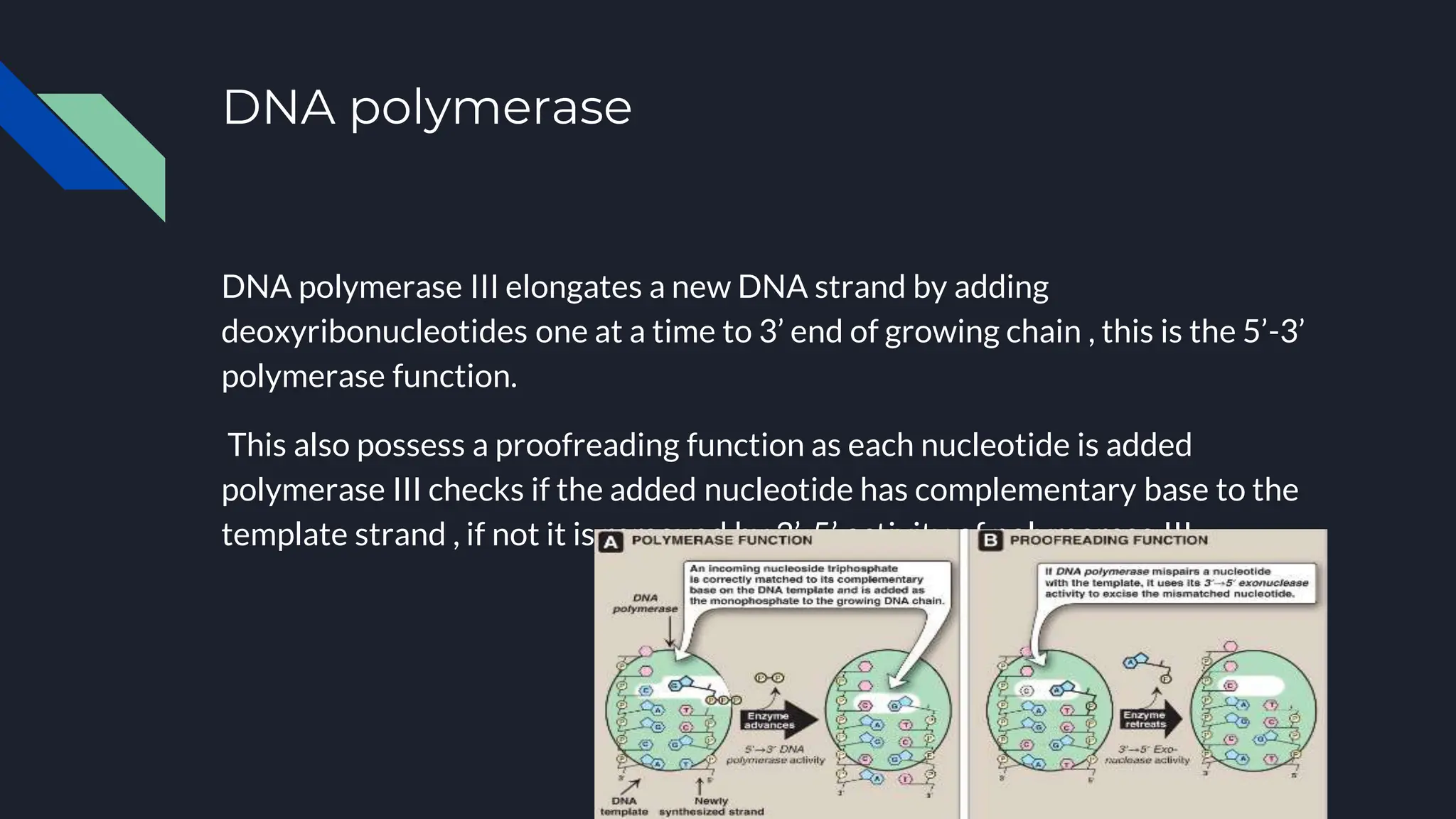 Proteins involved in DNA replication (25).pptx
