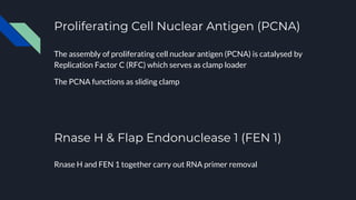 Proteins involved in DNA replication (25).pptx