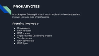 Proteins involved in DNA replication (25).pptx