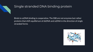 Proteins involved in DNA replication (25).pptx