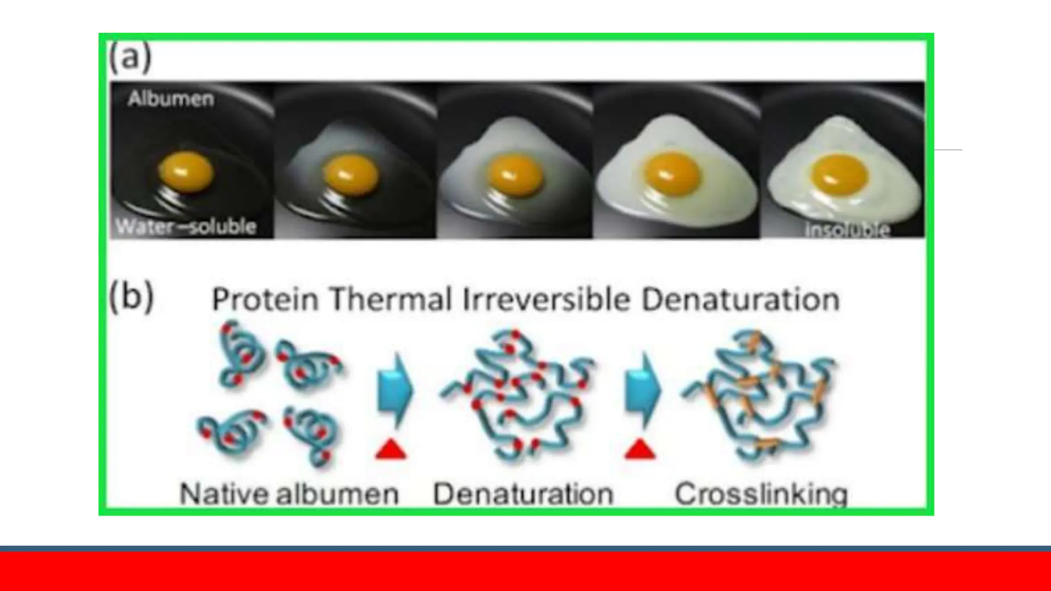 PROTEIN-CHEMISTRY-BIOLOGY-SCIENCE23.pptx | Chemistry | Science