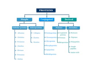 PROTEINS LECTURE_1.ppt