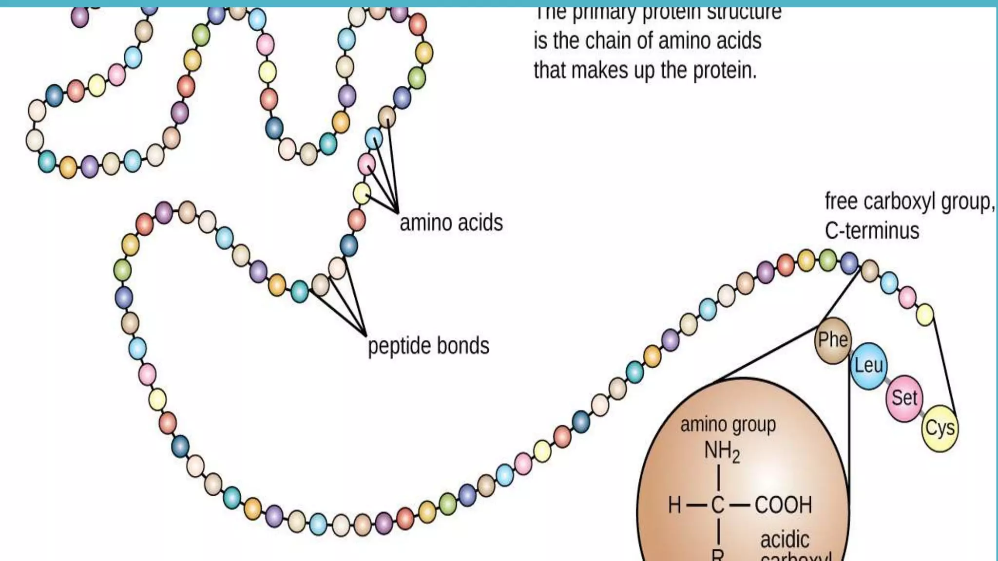 PROTEINS & LEVELS OF STRUCTURAL CONFORMATION pptx.pptx