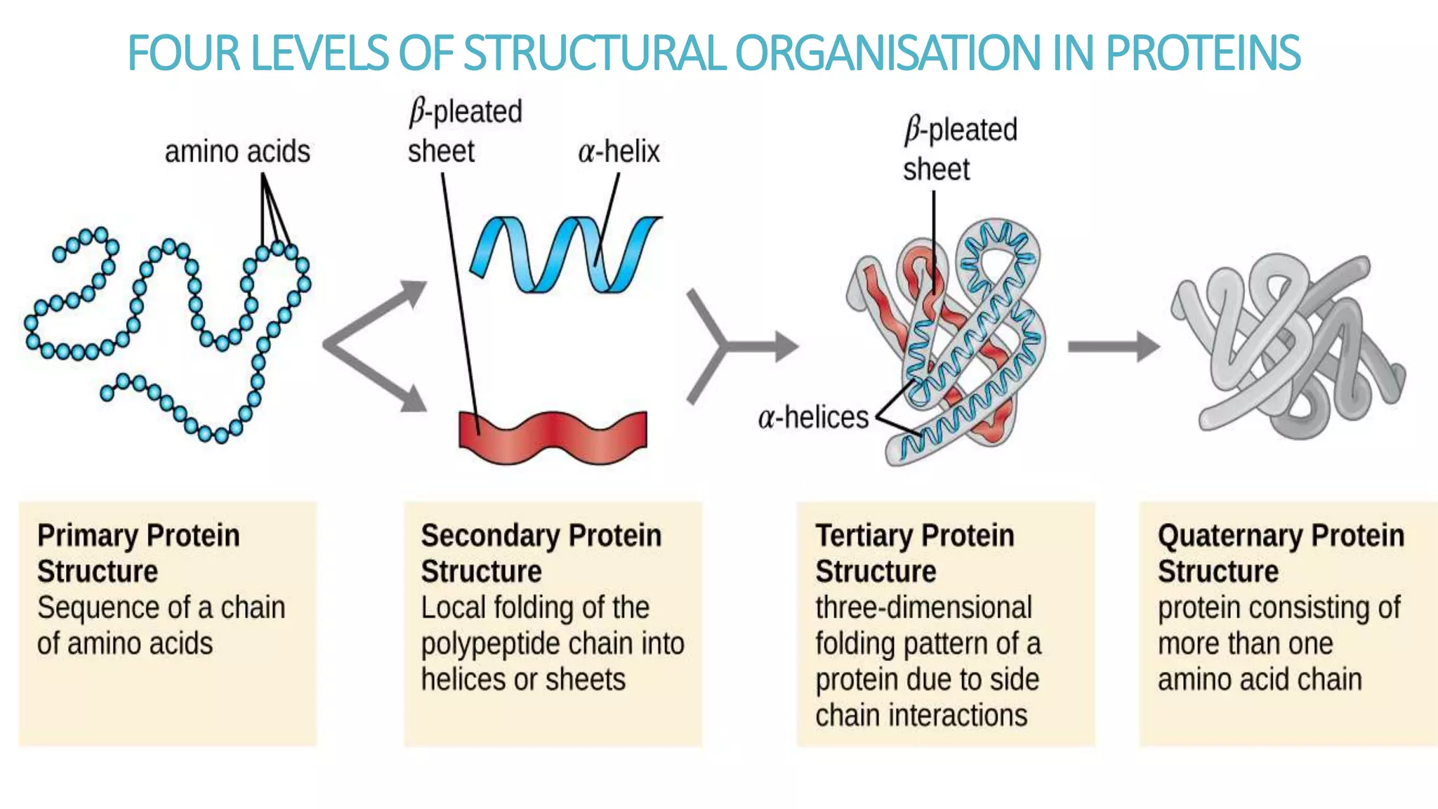 PROTEINS & LEVELS OF STRUCTURAL CONFORMATION pptx.pptx