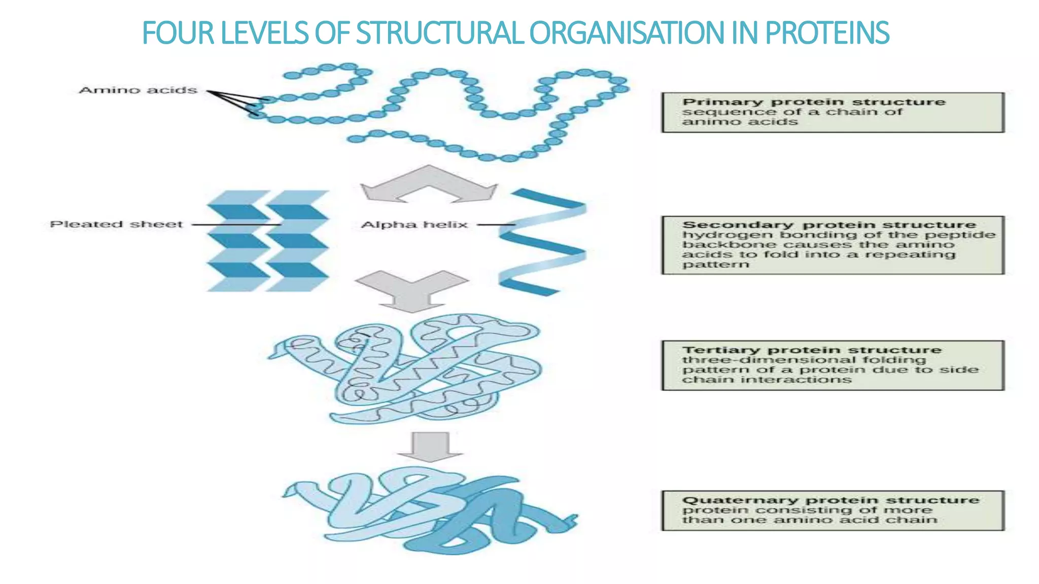 PROTEINS & LEVELS OF STRUCTURAL CONFORMATION pptx.pptx