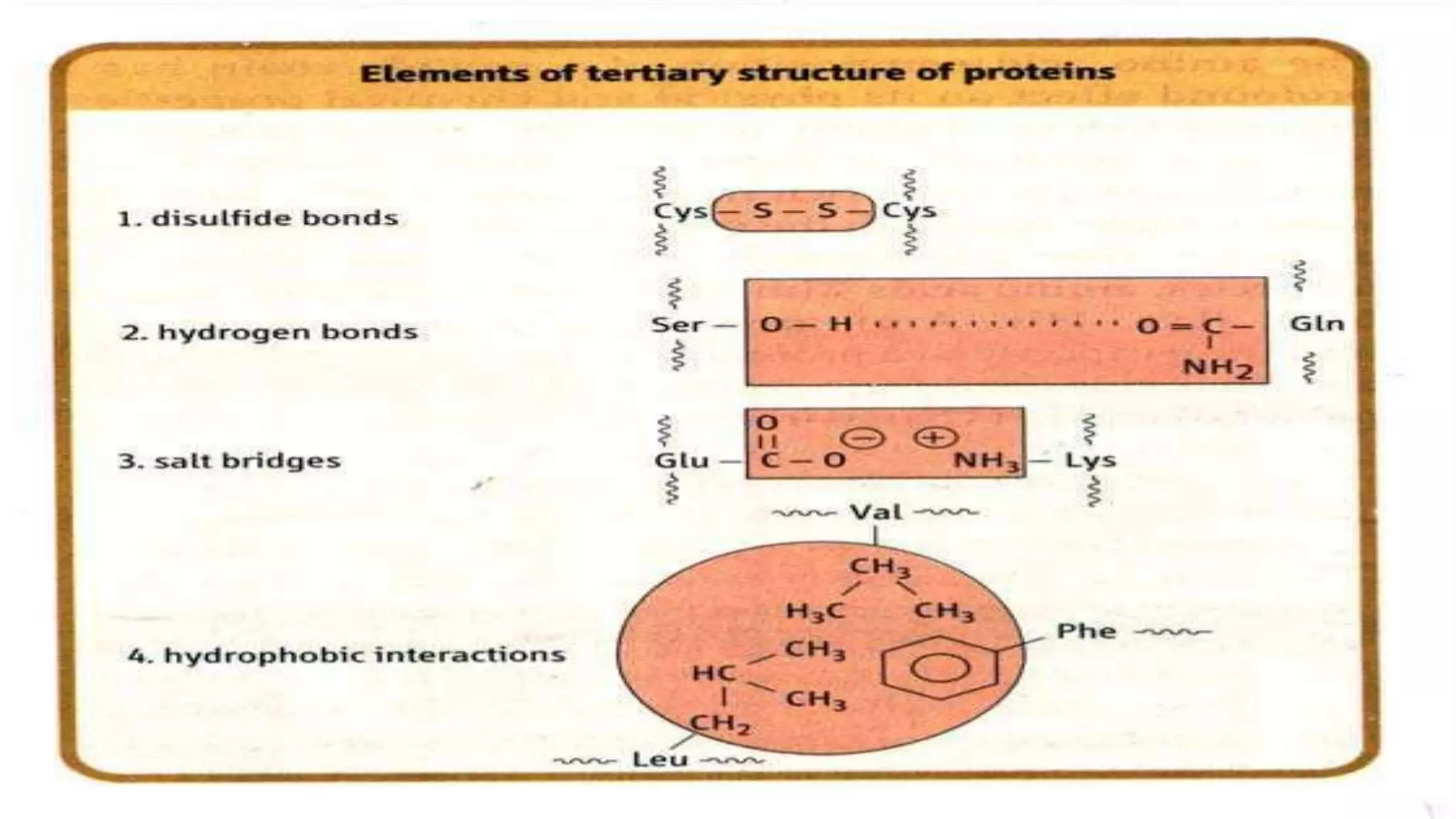 PROTEINS & LEVELS OF STRUCTURAL CONFORMATION pptx.pptx