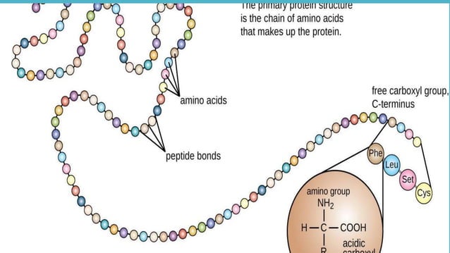 PROTEINS & LEVELS OF STRUCTURAL CONFORMATION pptx.pptx