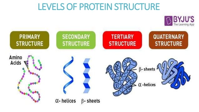 PROTEINS & LEVELS OF STRUCTURAL CONFORMATION pptx.pptx