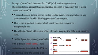 Proteins Of Cell Cycle.pptx