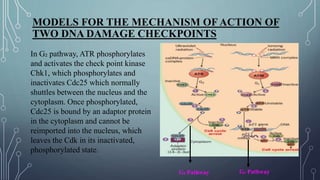 Proteins Of Cell Cycle.pptx