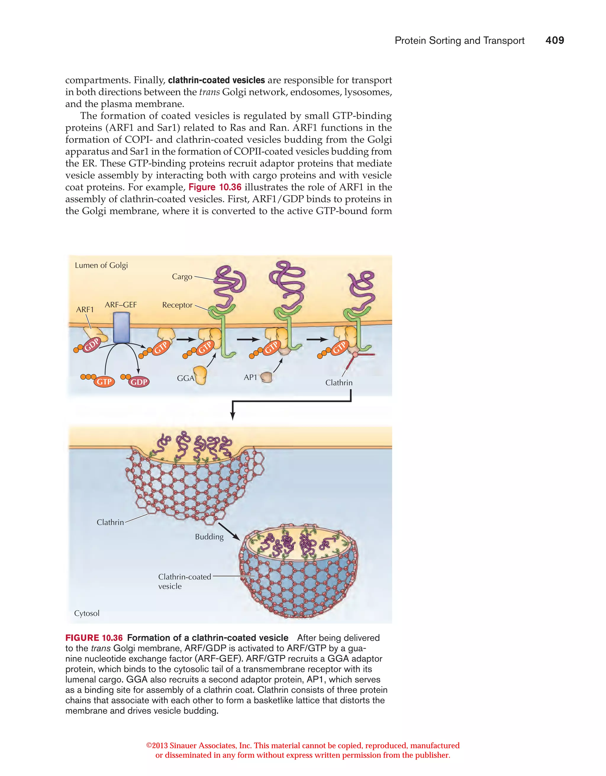 Protein sorting and transport | PDF
