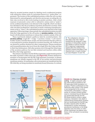 Protein sorting and transport | PDF
