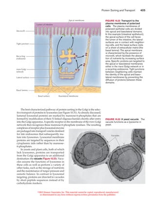 Protein sorting and transport | PDF