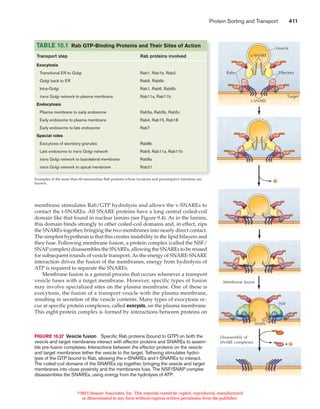 Protein sorting and transport | PDF