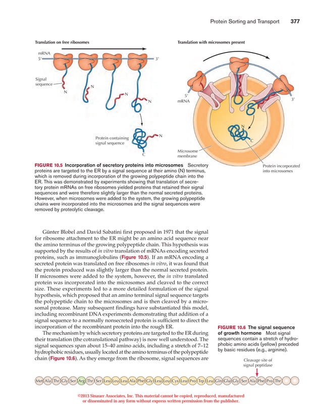 Protein sorting and transport | PDF
