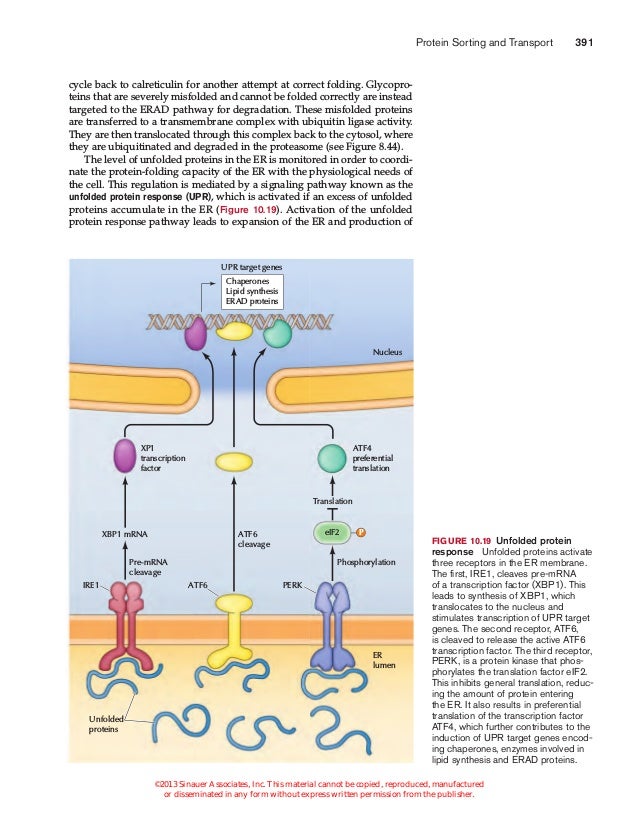 Protein sorting and transport