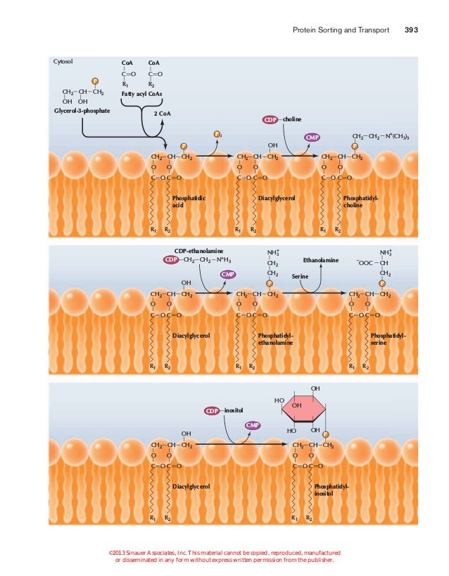 Protein sorting and transport
