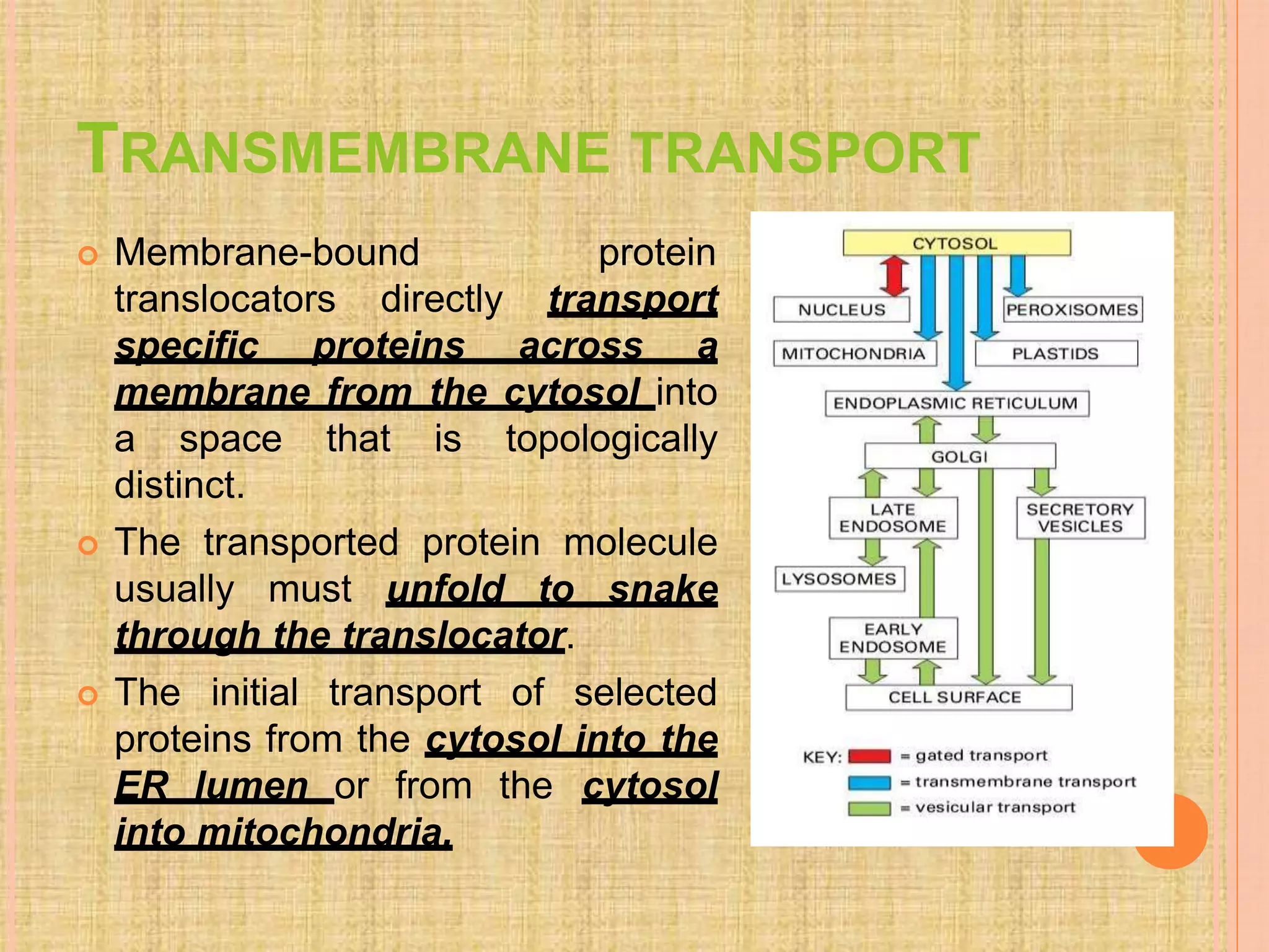 Protein sorting | PPTX