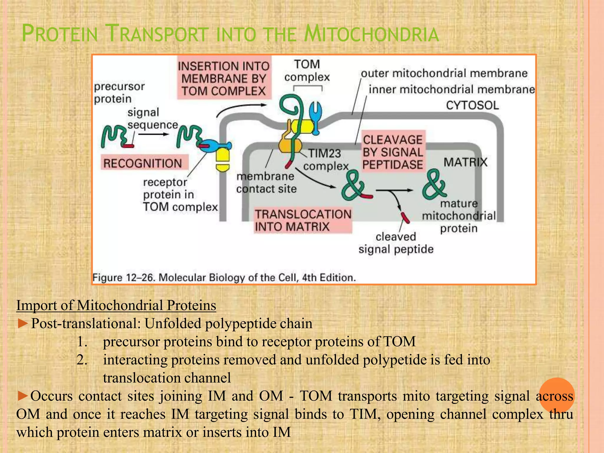 Protein sorting | PPTX