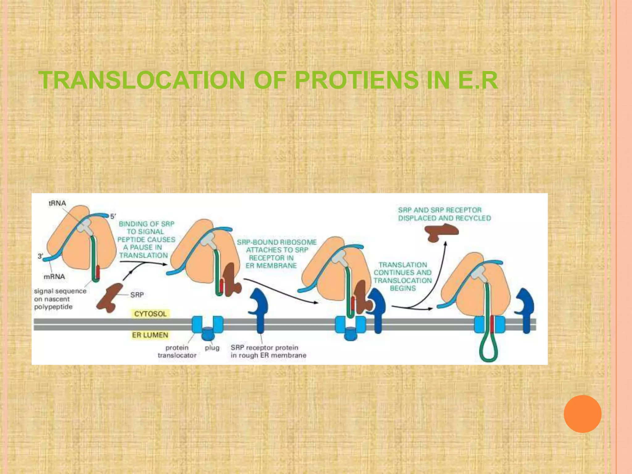 Protein sorting | PPTX