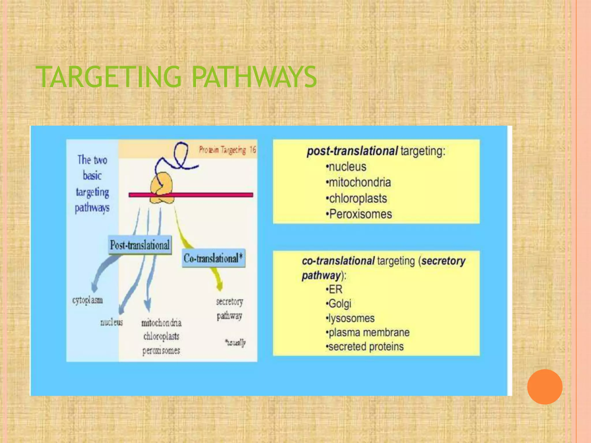 Protein sorting | PPTX