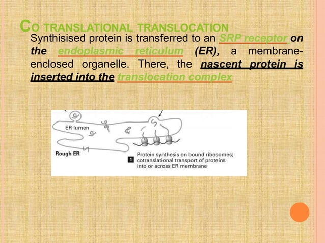 Protein sorting | PPTX | Biological Sciences | Science