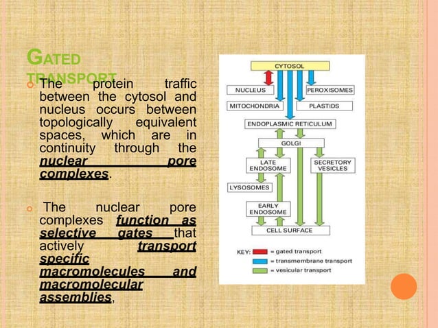 Protein sorting | PPTX | Biological Sciences | Science
