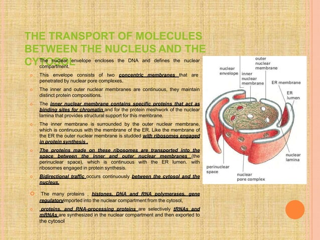 Protein sorting | PPTX | Biological Sciences | Science