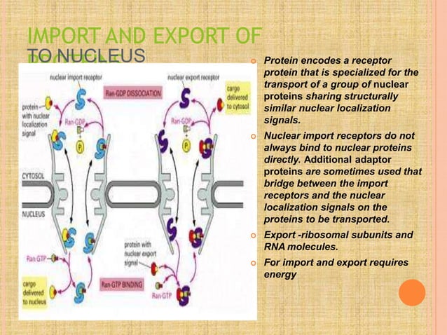 Protein sorting | PPTX | Biological Sciences | Science