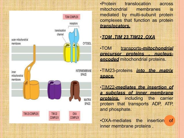 Protein sorting | PPTX | Biological Sciences | Science