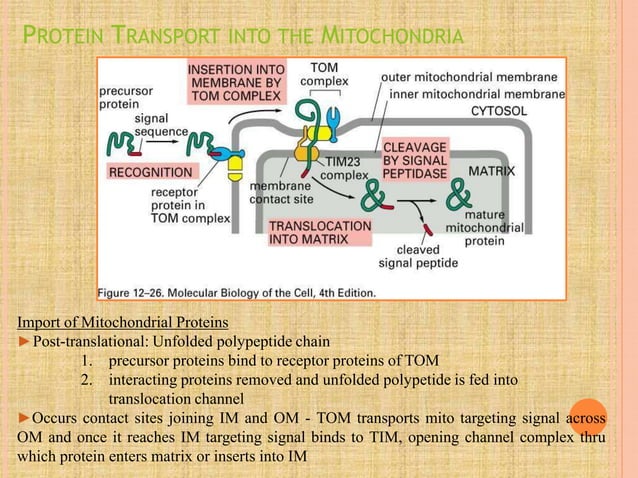 Protein sorting | PPTX | Biological Sciences | Science