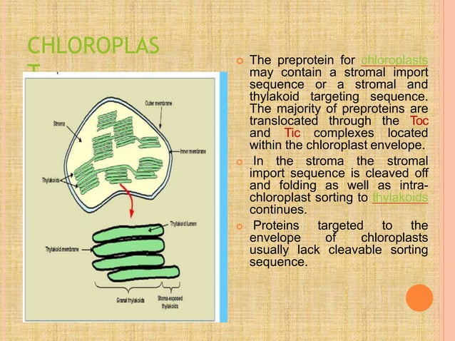 Protein sorting | PPTX | Biological Sciences | Science