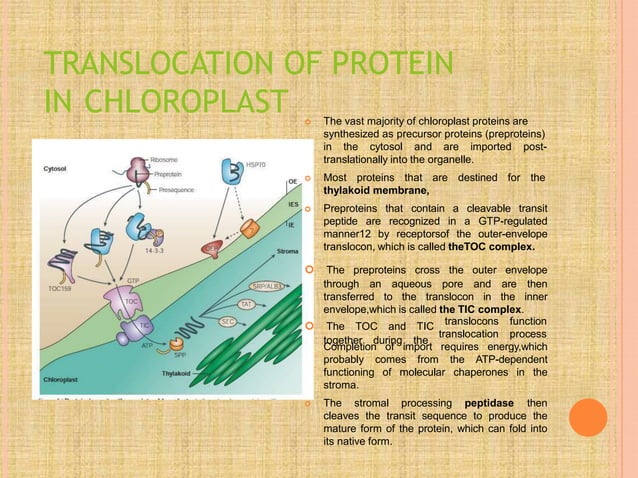 Protein sorting | PPTX | Biological Sciences | Science